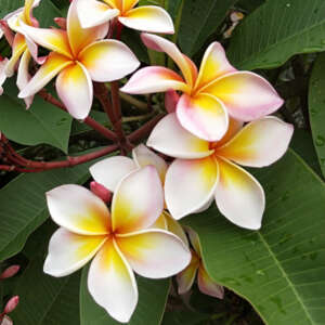 Frangipani Bali Whirl - (Double Flowering) - Garden Express