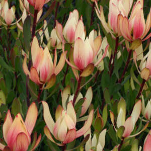 Protea Australis Ruby - Garden Express