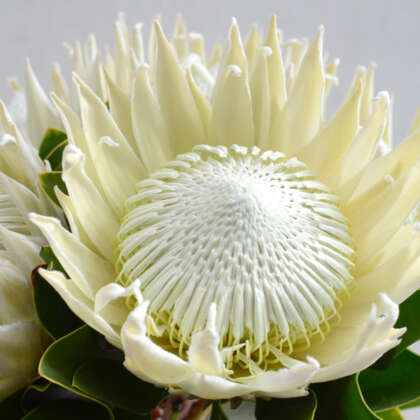 Protea Eclipse - Garden Express