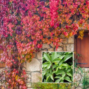 Virginia Creeper - Garden Express