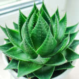 Aloes - Garden Express - Australia's Largest Online Nursery