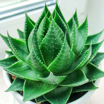 Aloes - Garden Express - Australia's Largest Online Nursery
