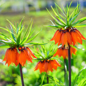 Ixia Mixed - Garden Express