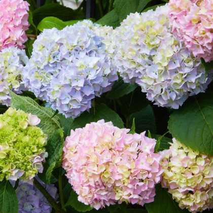 Hydrangea Plants (Hortensia) - Garden Express Online Nursery