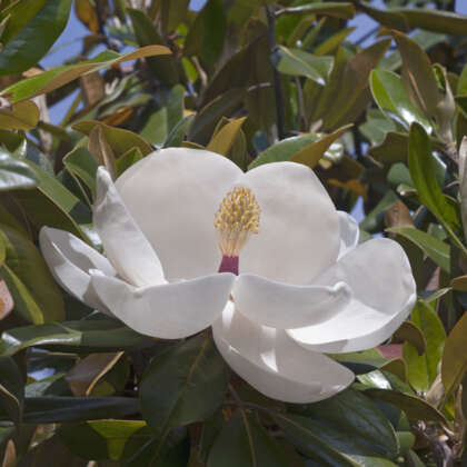Magnolias - Garden Express - Australia's Largest Online Nursery