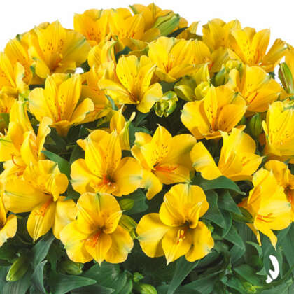 Princess Lily Katiana - Garden Express