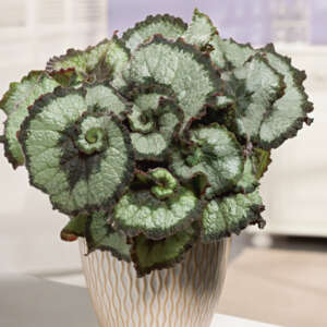 Begonia Escargot - Garden Express