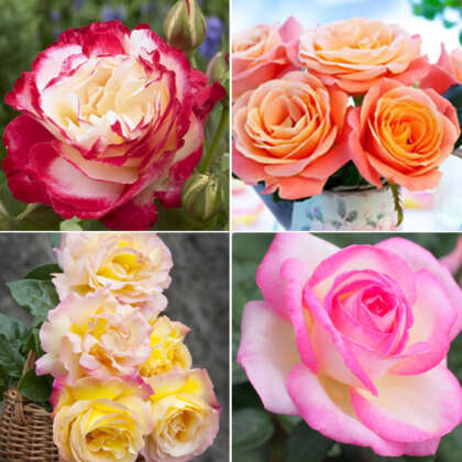 Rose Collections - Garden Express