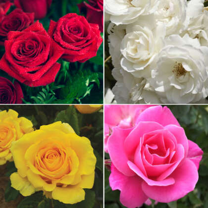 Rose Collections - Garden Express