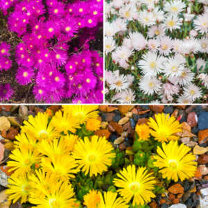 Pig Face Red - Garden Express