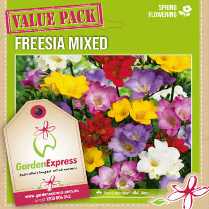 Freesias - Garden Express - Australia's Largest Online Nursery