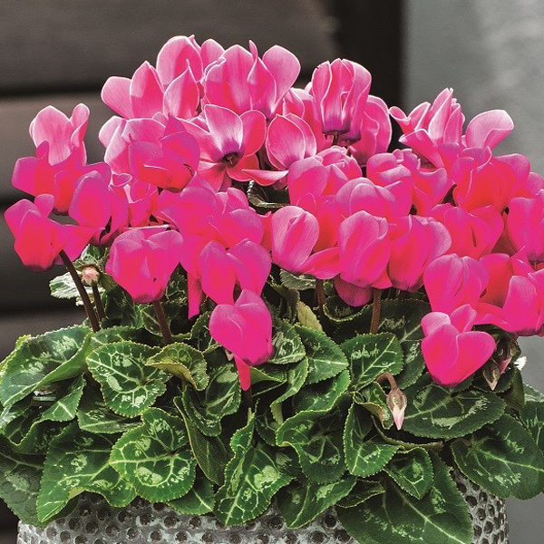 Cyclamen - Garden Express - Australia's Largest Online Nursery