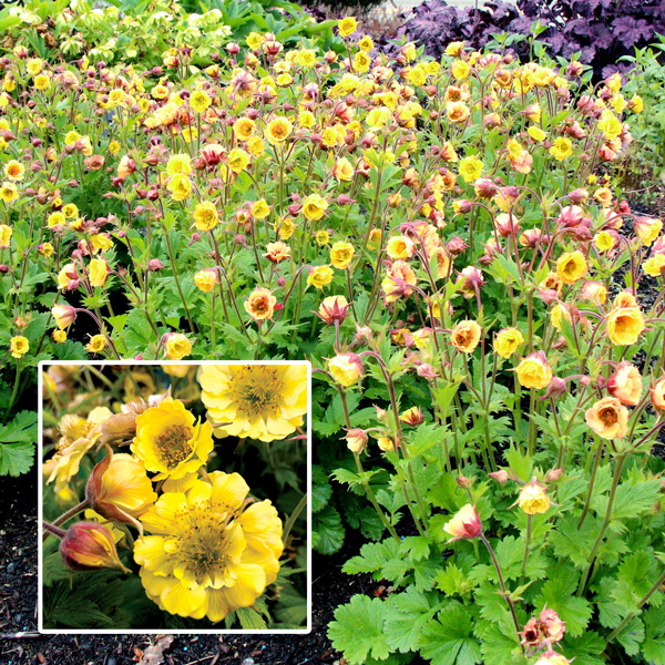 Geum - Garden Express