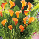 Calla Lily Morning Sun - Garden Express