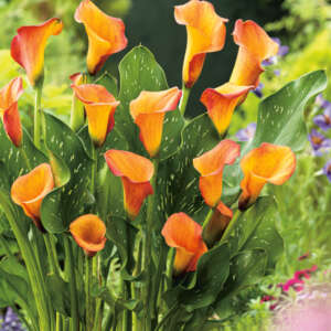 Calla Lily Morning Sun - Garden Express