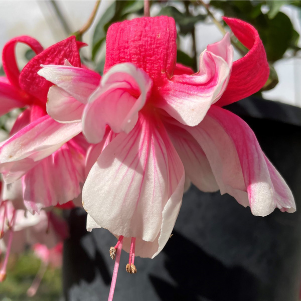 Flowering Shrubs - Garden Express - Australia's Largest Online Nursery