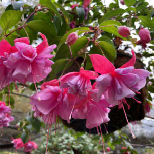 Flowering Shrubs - Garden Express - Australia's Largest Online Nursery