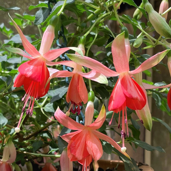 Flowering Shrubs - Garden Express - Australia's Largest Online Nursery