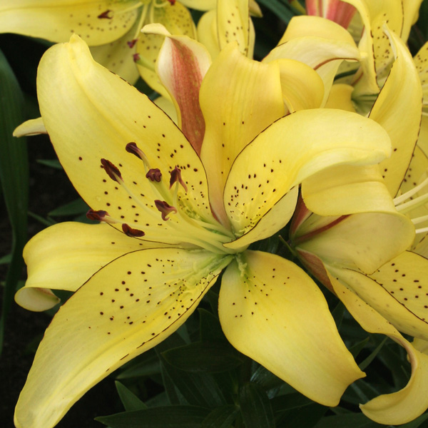 Liliums - Garden Express - Australia's Largest Online Nursery