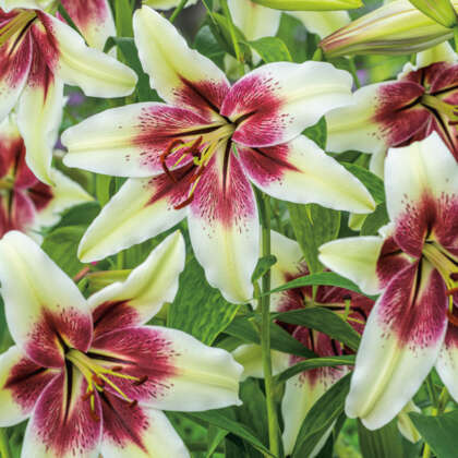 Liliums - Garden Express - Australia's Largest Online Nursery