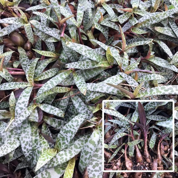 Silver Squill - Garden Express