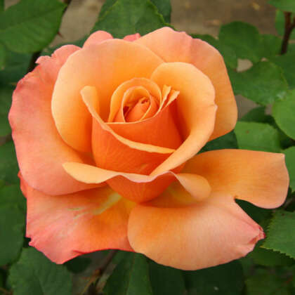 Floribunda Roses - Garden Express - Australia's Largest Online Nursery