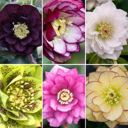 Hellebore Double Collection - Garden Express