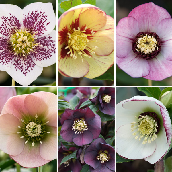 Hellebore Single Collection - Garden Express