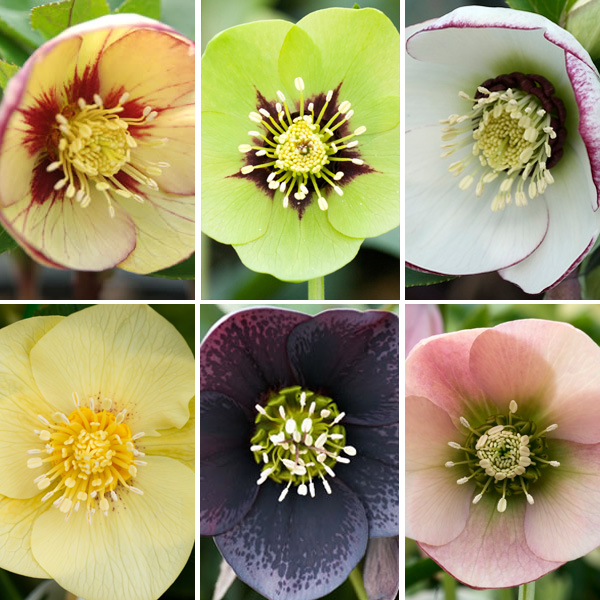 Hellebore Single Collection - Garden Express