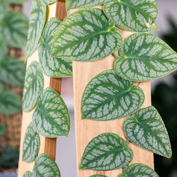 Monstera Dubia - Garden Express