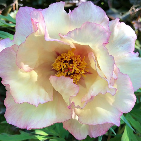 Tree Peonies - Garden Express - Australia's Largest Online Nursery