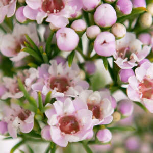 Chamelaucium Wax Flower - Garden Express - Onlline Nursery