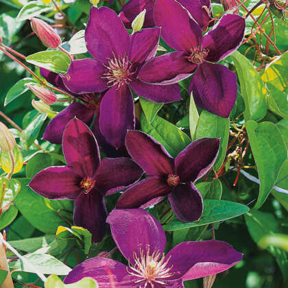 Clematis - Garden Express - Australia's Largest Online Nursery
