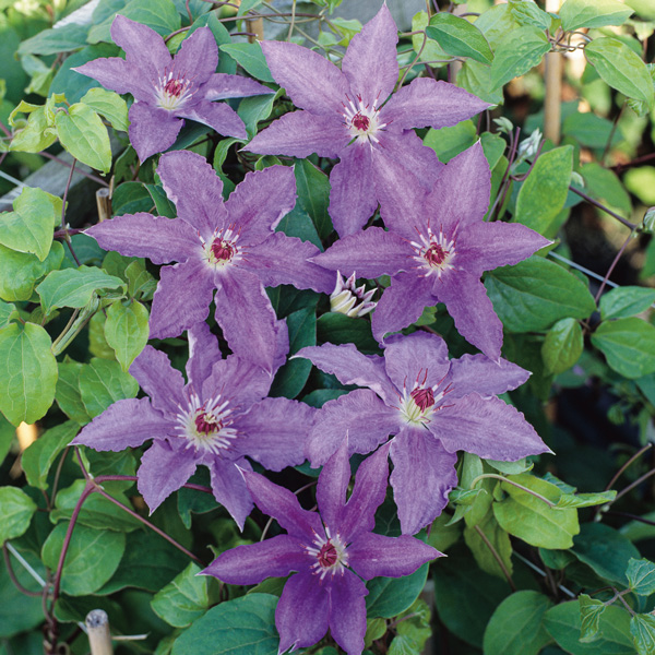 Clematis - Garden Express - Australia's Largest Online Nursery