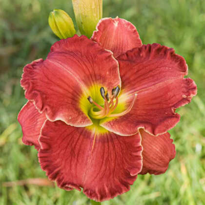 Daylilies - Garden Express - Australia's Largest Online Nursery