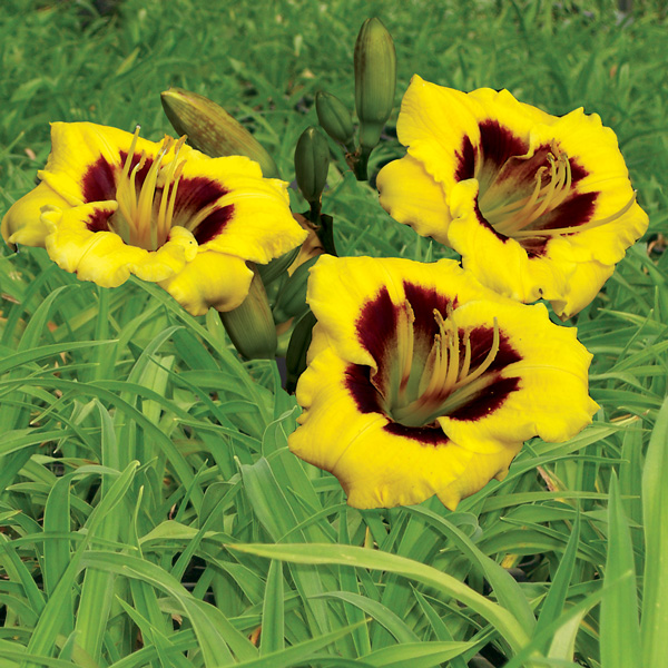 Perennials - Garden Express - Australia's Largest Online Nursery