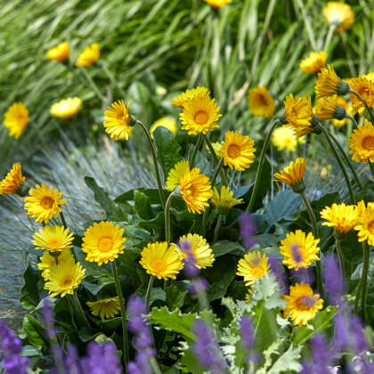 Garvinea Gerberas - Garden Express - Australia's Largest Online Nursery