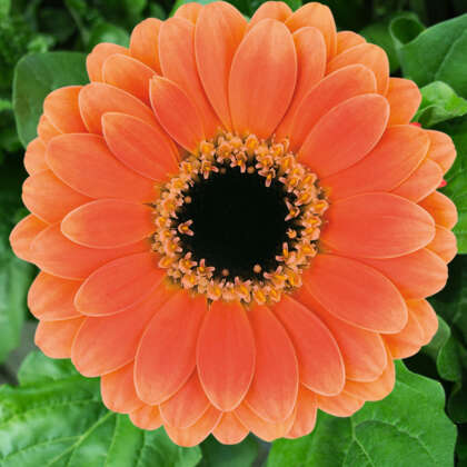 Gerberas (Transvaal daisy) - Garden Express - Online Nursery