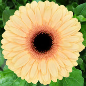 Gerberas (Transvaal daisy) - Garden Express - Online Nursery