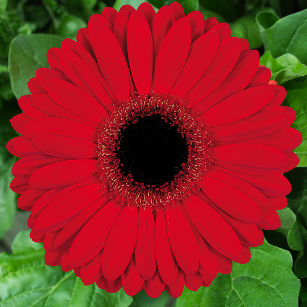 Perennials - Garden Express - Australia's Largest Online Nursery