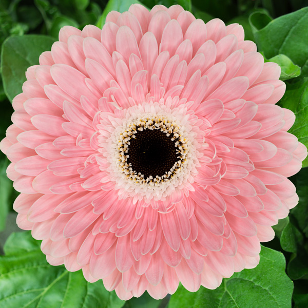 Perennials - Garden Express - Australia's Largest Online Nursery