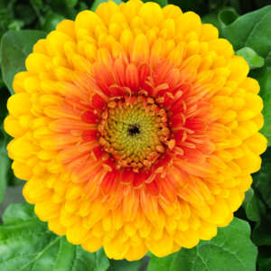 Perennials - Garden Express - Australia's Largest Online Nursery