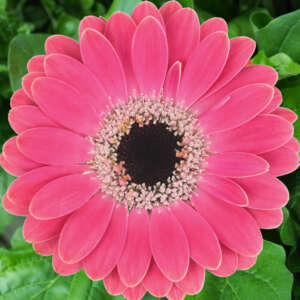 Gerberas (Transvaal daisy) - Garden Express - Online Nursery