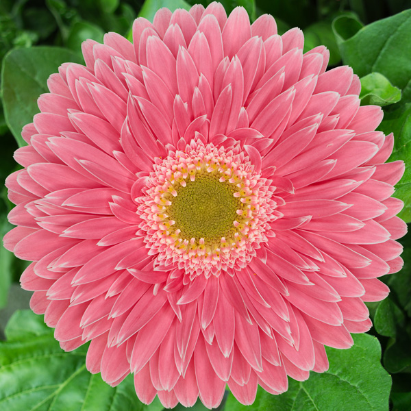 Perennials - Garden Express - Australia's Largest Online Nursery