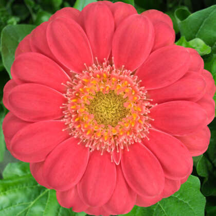 Gerberas (Transvaal daisy) - Garden Express - Online Nursery