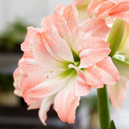 Hippeastrum Dancing Queen - Garden Express