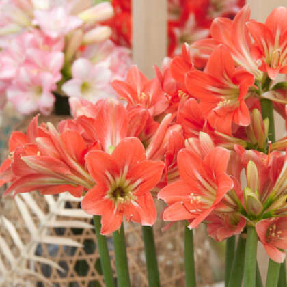 Hippeastrum Sonatini Yellow Rascal - Garden Express