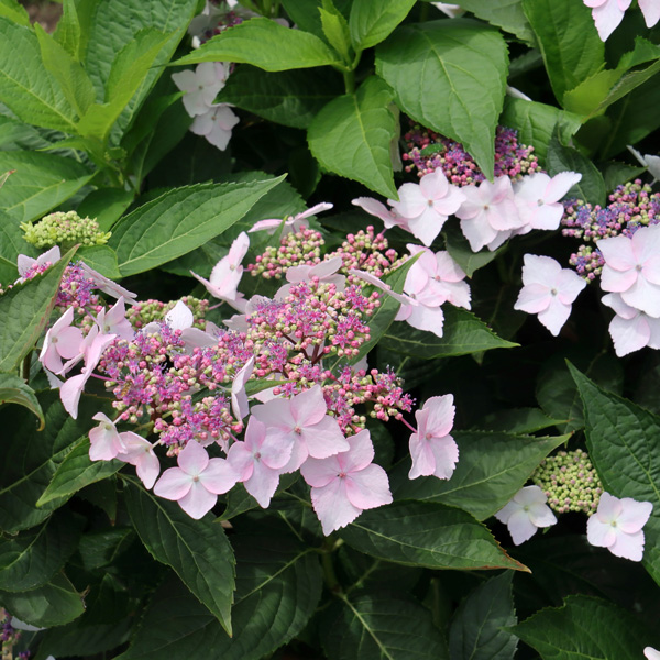 Lacecap Hydrangeas