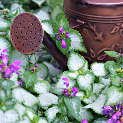 Lamium Beacon Silver - Garden Express