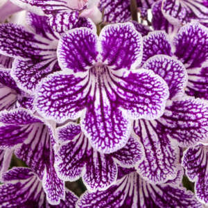 Streptocarpus Ladyslippers Grape Ice - Garden Express